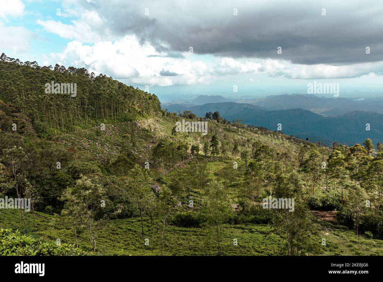 Sri Lanka Tea Plantation. Green Fields. Haputale, Sri Lanka Stock Photo ...