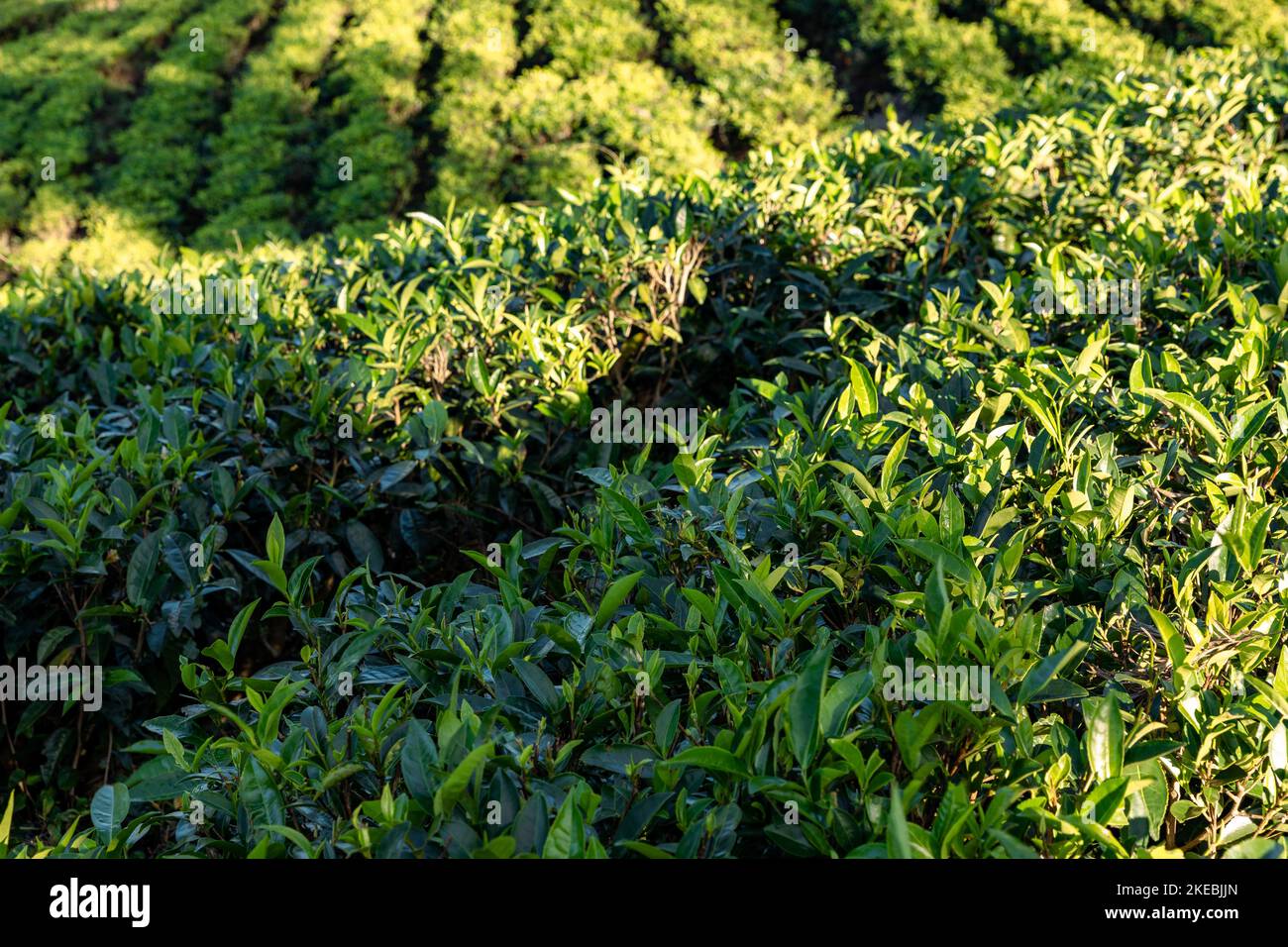 Sri Lanka Tea Plantation. Green Fields. Haputale, Sri Lanka Stock Photo ...