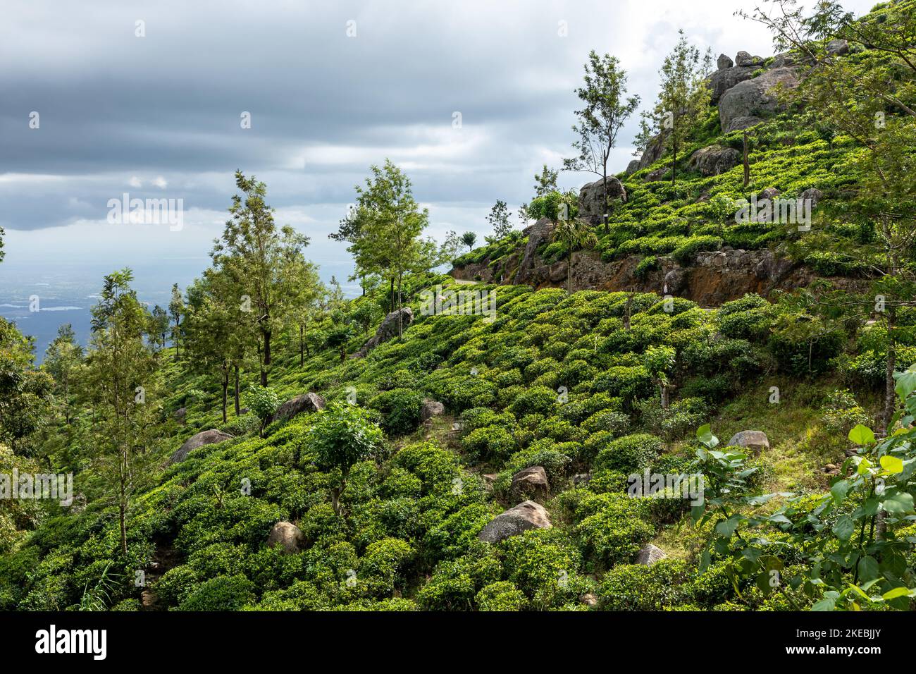 Sri Lanka Tea Plantation. Green Fields. Haputale, Sri Lanka Stock Photo ...