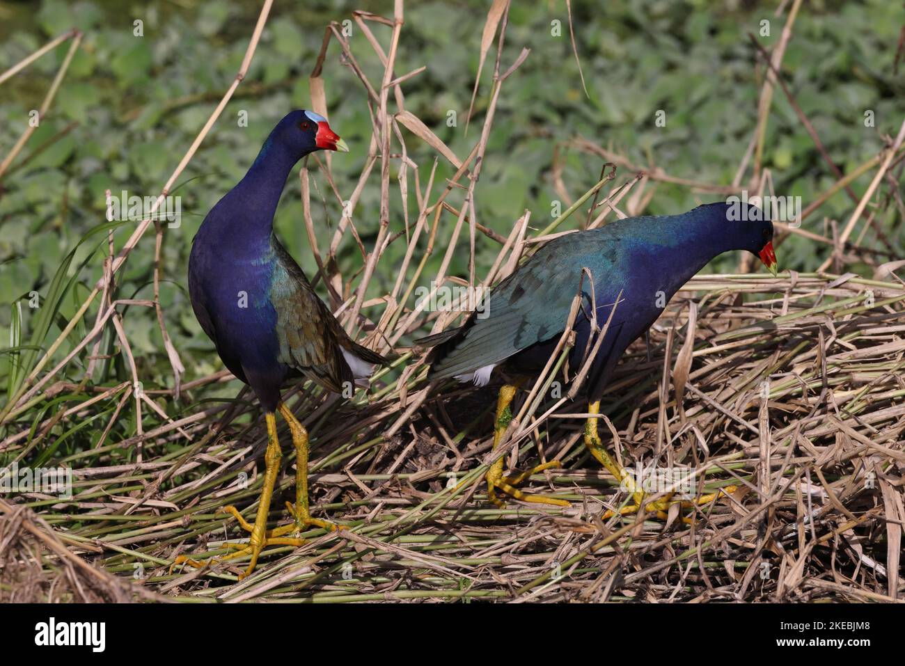 American purple gallinule Arthur R. Marshall Loxahatchee National ...