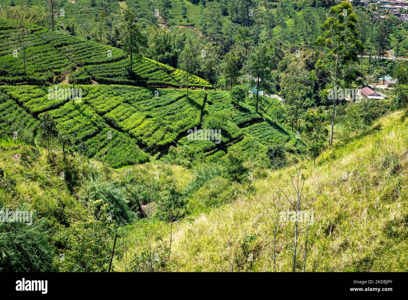 Sri Lanka Tea Plantation. Green Fields. Haputale, Sri Lanka Stock Photo ...