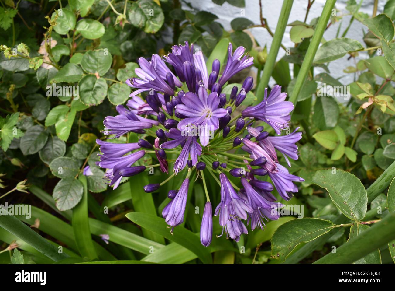 Clumps of scrappy foliage hi-res stock photography and images - Alamy