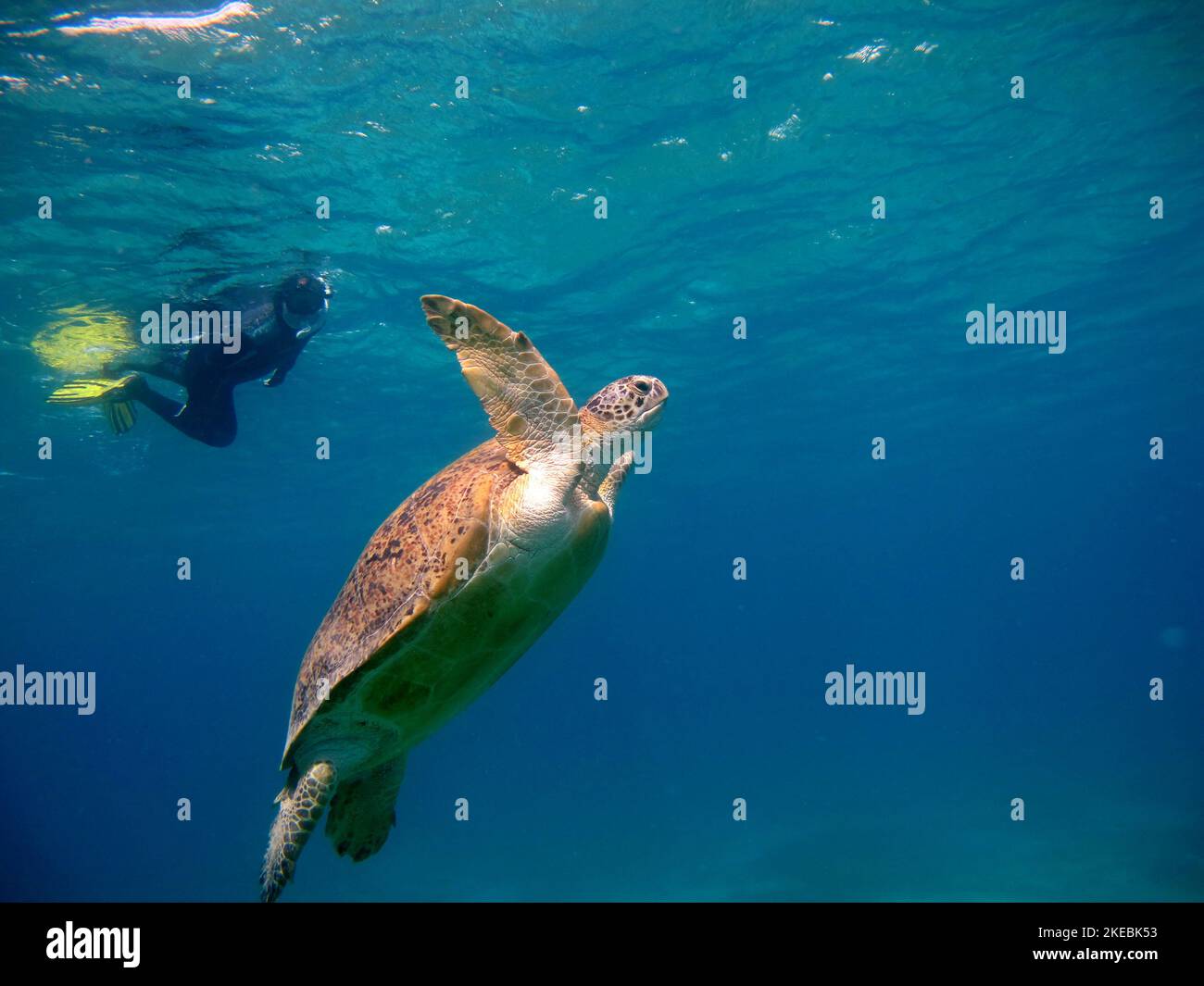 Big Green turtle on the reefs of the Red Sea. Green turtles are the ...