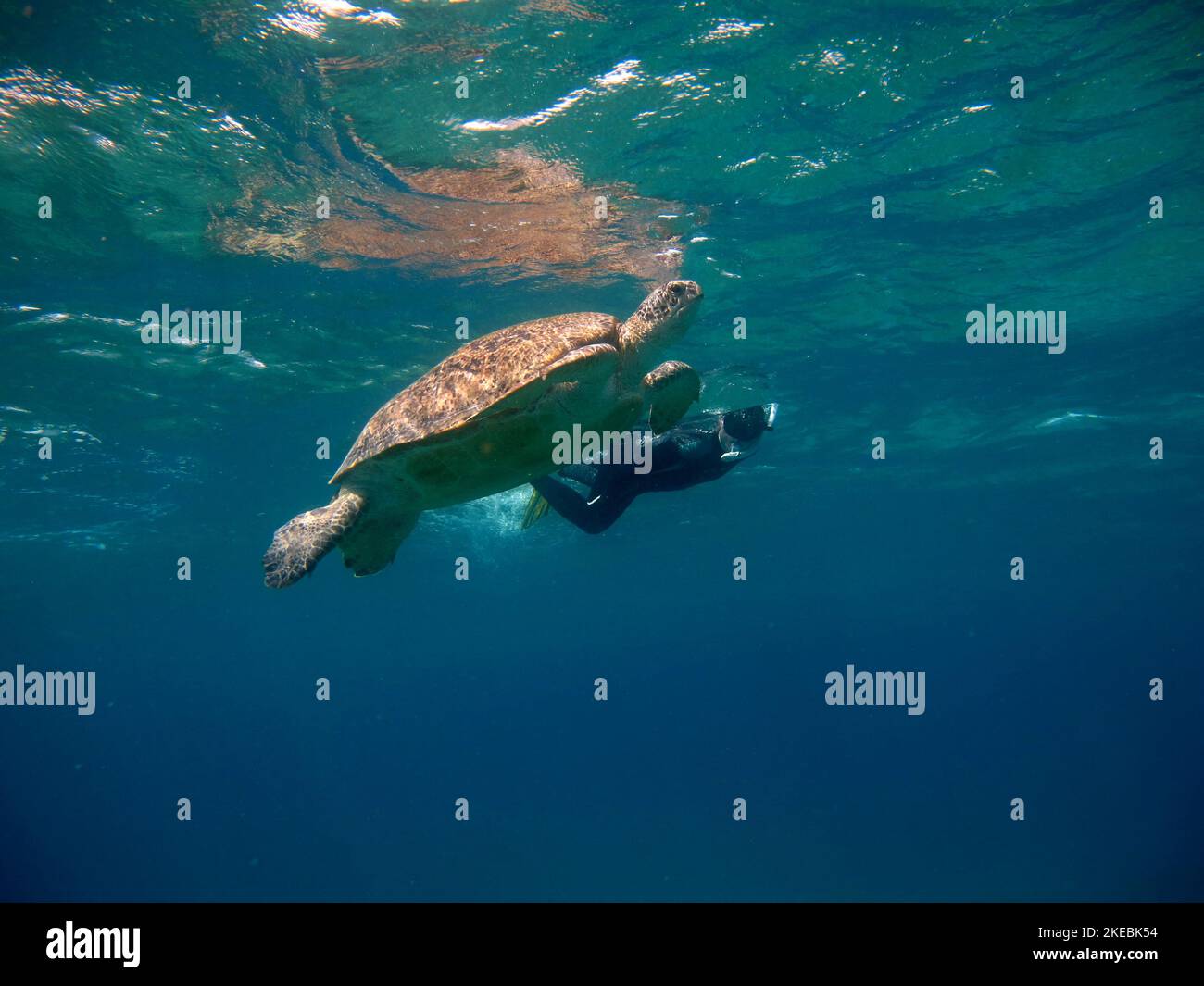 Big Green turtle on the reefs of the Red Sea. Green turtles are the ...