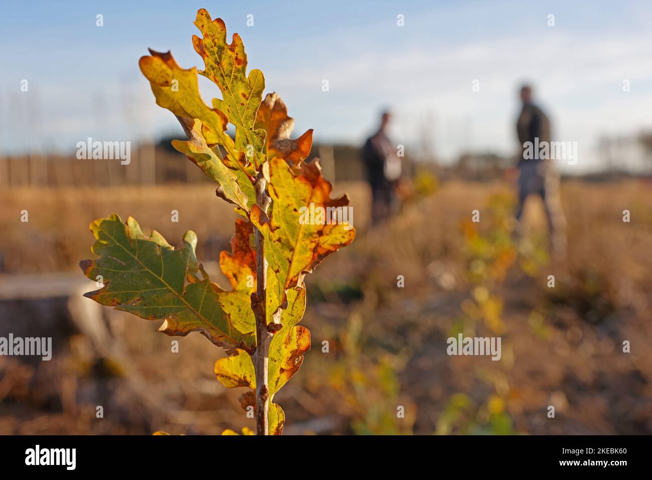 Wernigerode, Germany. 11th Nov, 2022. A red oak stands on the ...