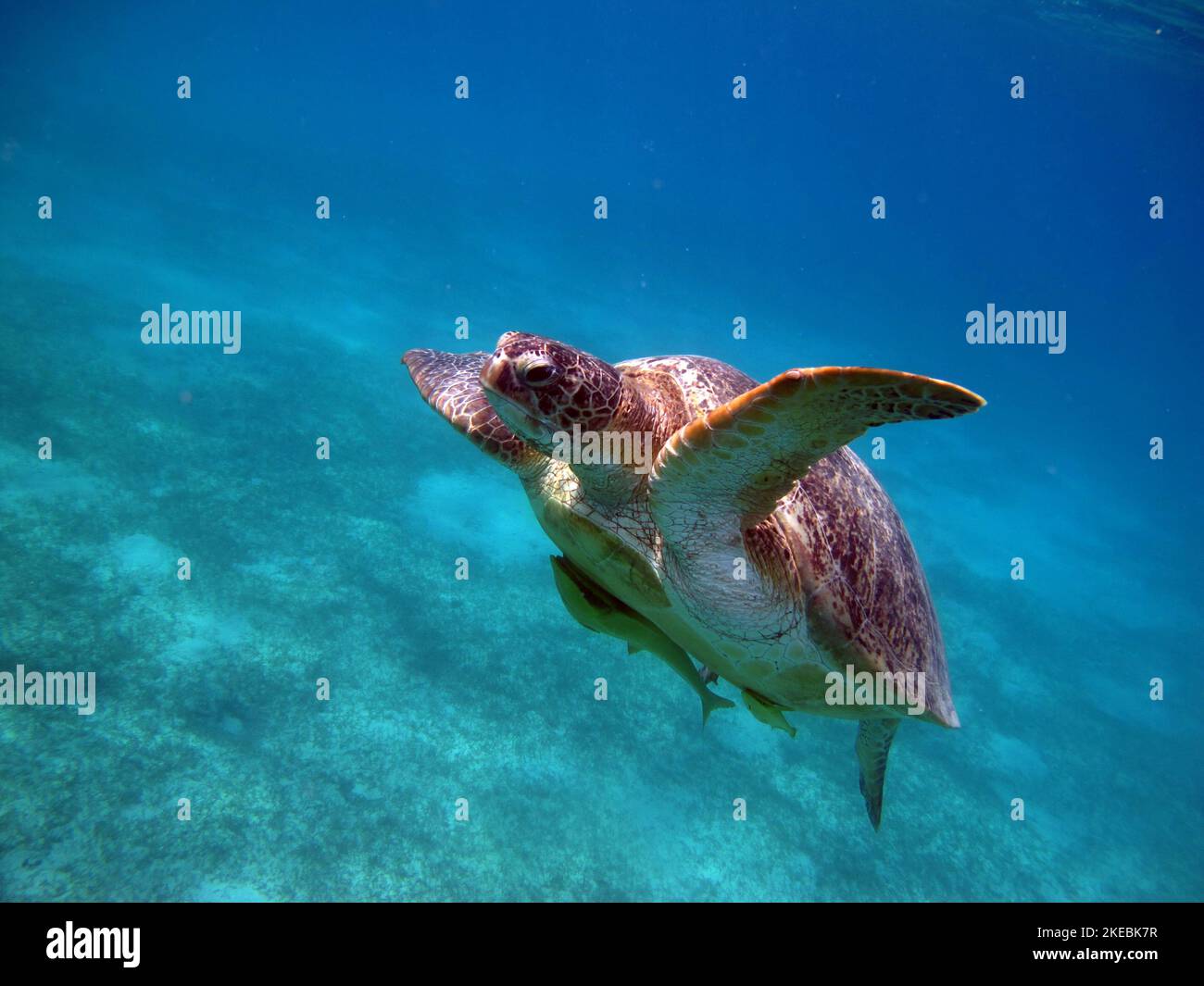 Big Green turtle on the reefs of the Red Sea. Green turtles are the ...