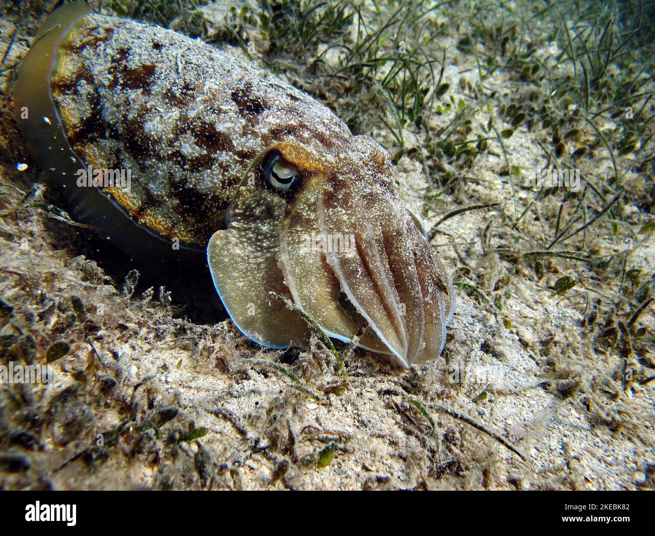Pharaoh cuttlefish,Pharaoh Cottlefish, Mollusks, type of Mollusk, Head ...