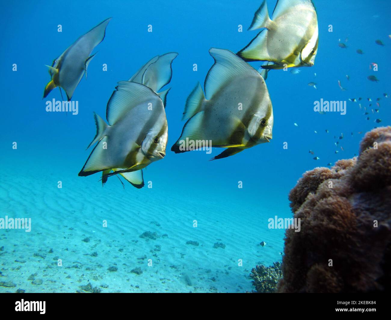 Long fin Longfin Batfish Platax family Ephippidae - grows up to 70 cm ...