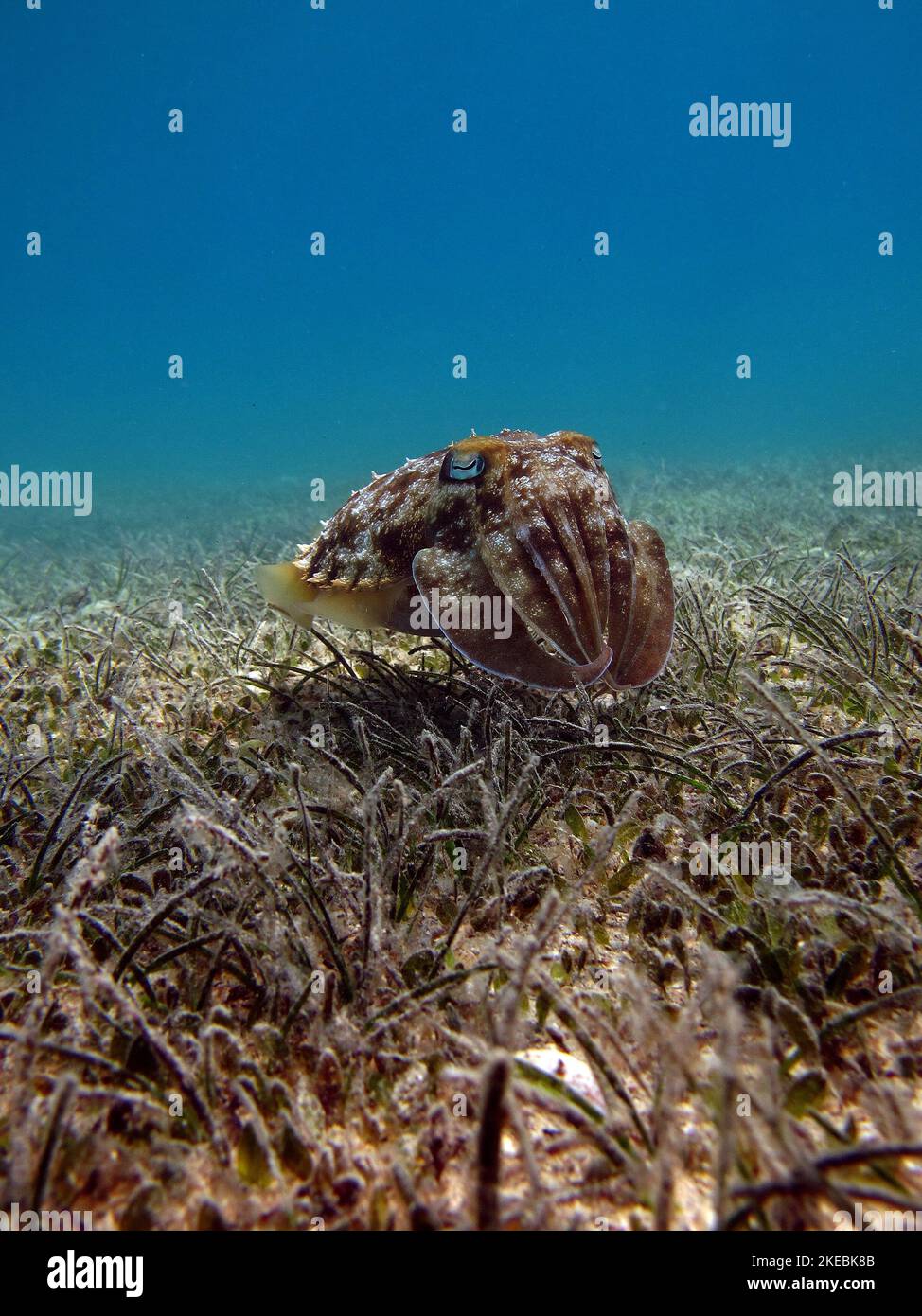 Pharaoh cottlefish hi-res stock photography and images - Alamy