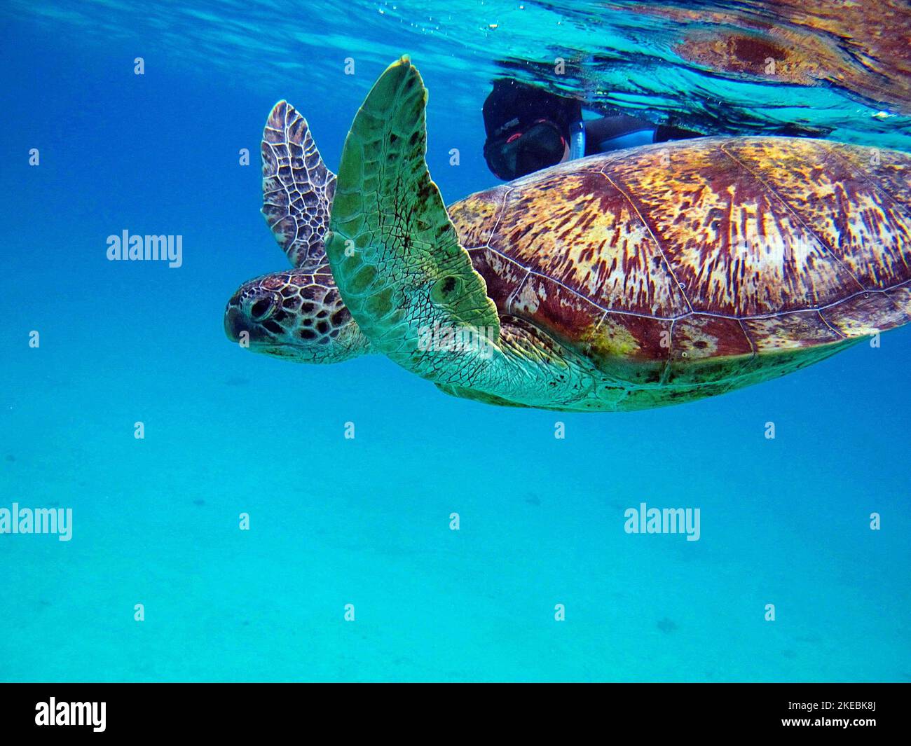 Big Green turtle on the reefs of the Red Sea. Green turtles are the ...