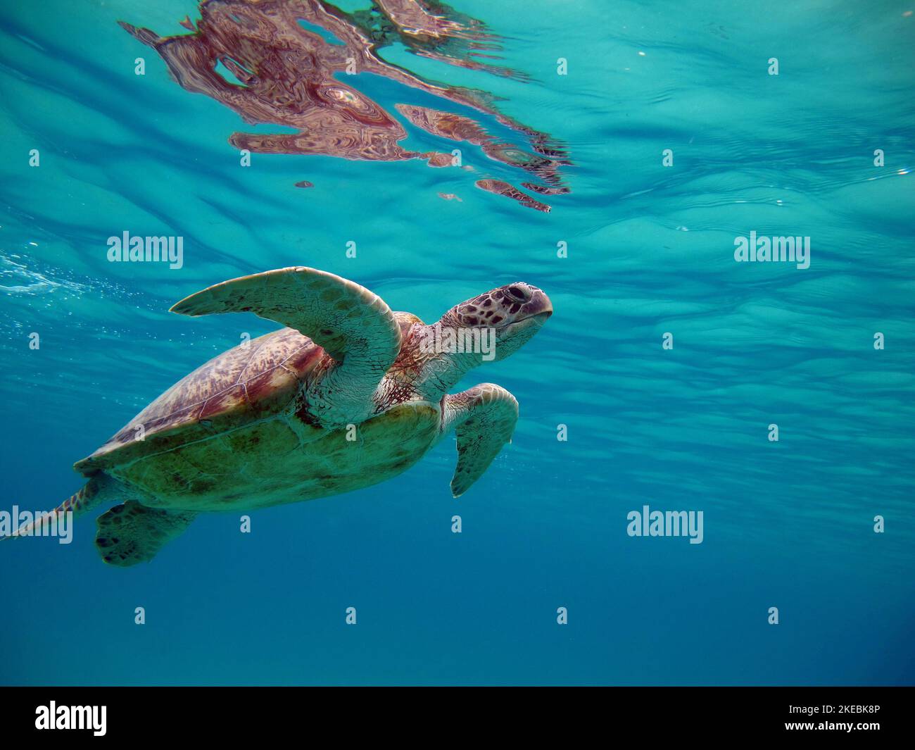 Big Green turtle on the reefs of the Red Sea. Green turtles are the ...