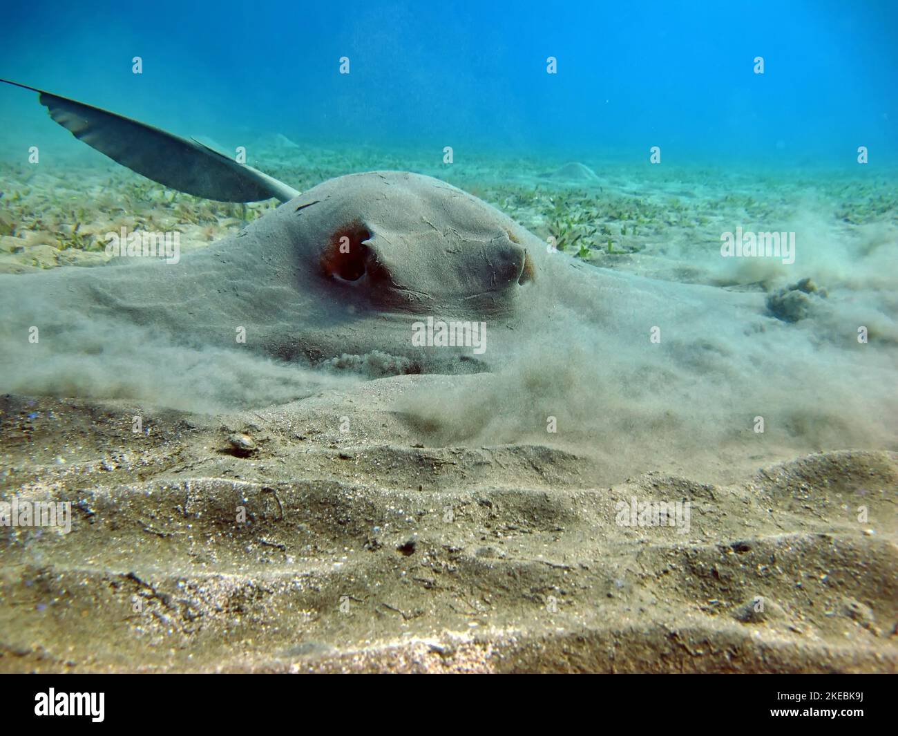 Colorful tropical fish on a coral reef, amazingly beautiful fairy world ...