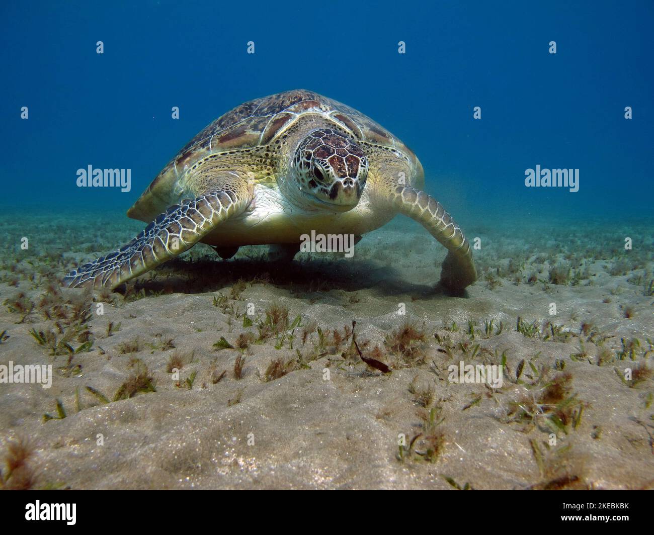 Big Green turtle on the reefs of the Red Sea. Green turtles are the ...