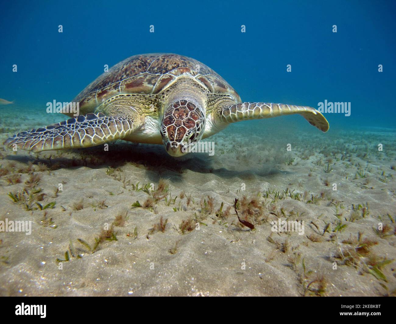 Big Green turtle on the reefs of the Red Sea. Green turtles are the ...