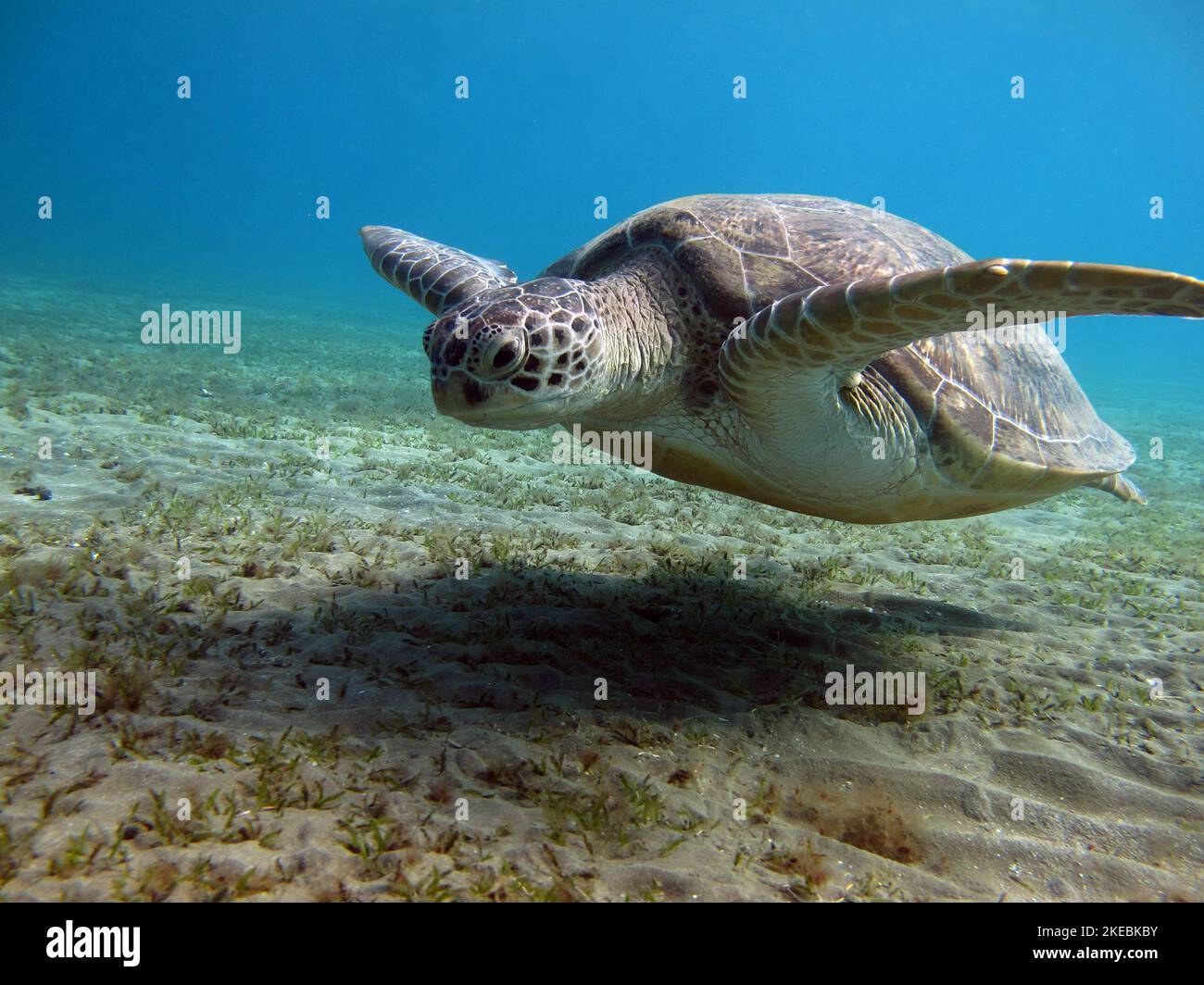 Big Green turtle on the reefs of the Red Sea. Green turtles are the ...