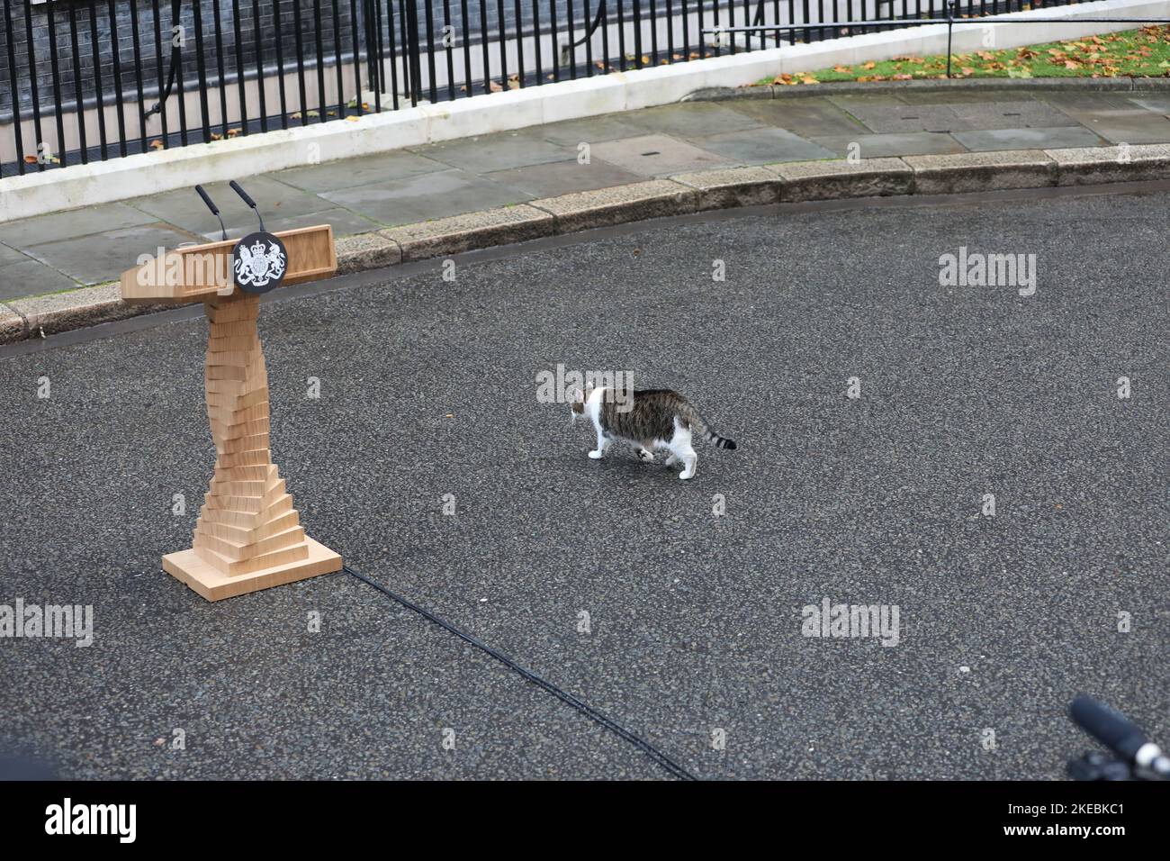 Larry The Cat at 10 Downing Street Stock Photo - Alamy