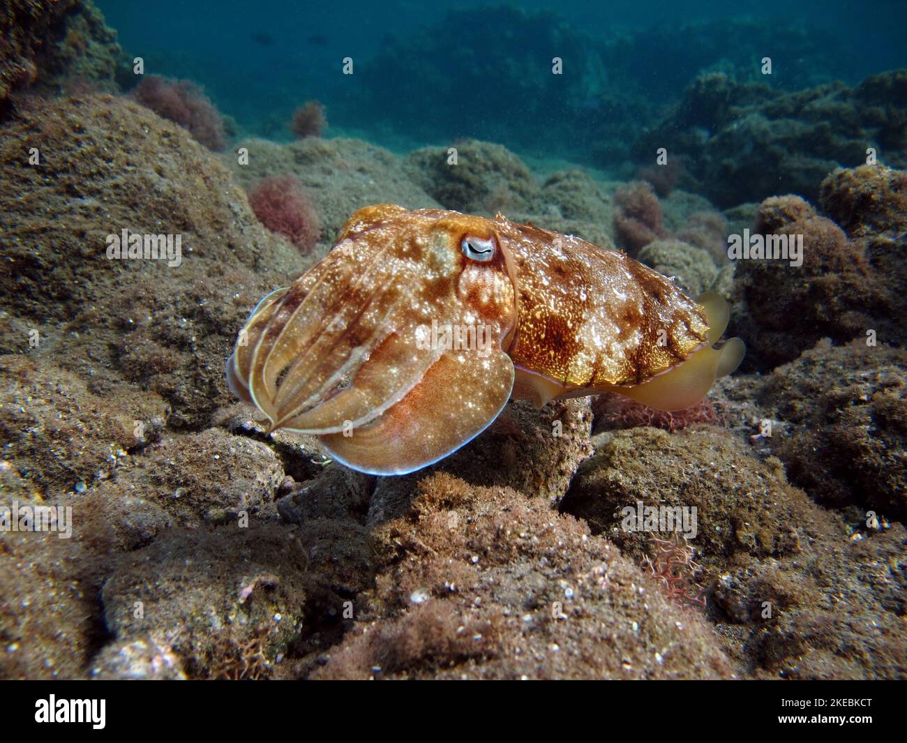 Pharaoh cuttlefish,Pharaoh Cottlefish, Mollusks, type of Mollusk, Head ...