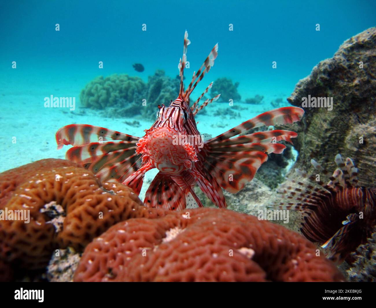 Lion Fish in the Red Sea in clear blue water hunting for food ...