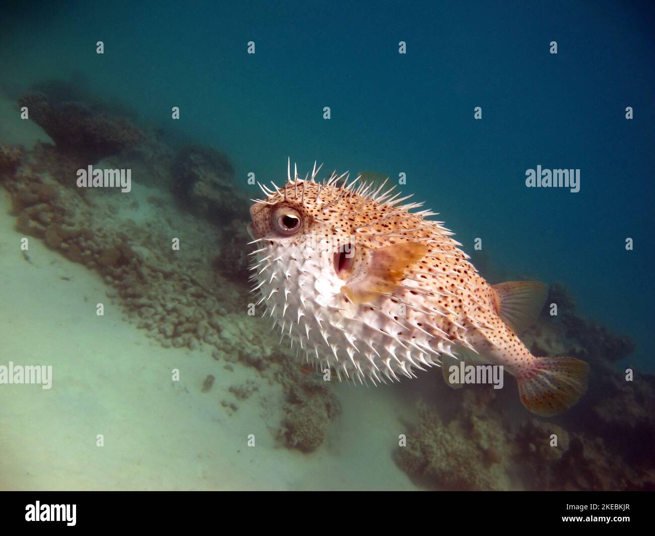 Spiked hedgehog hi-res stock photography and images - Alamy