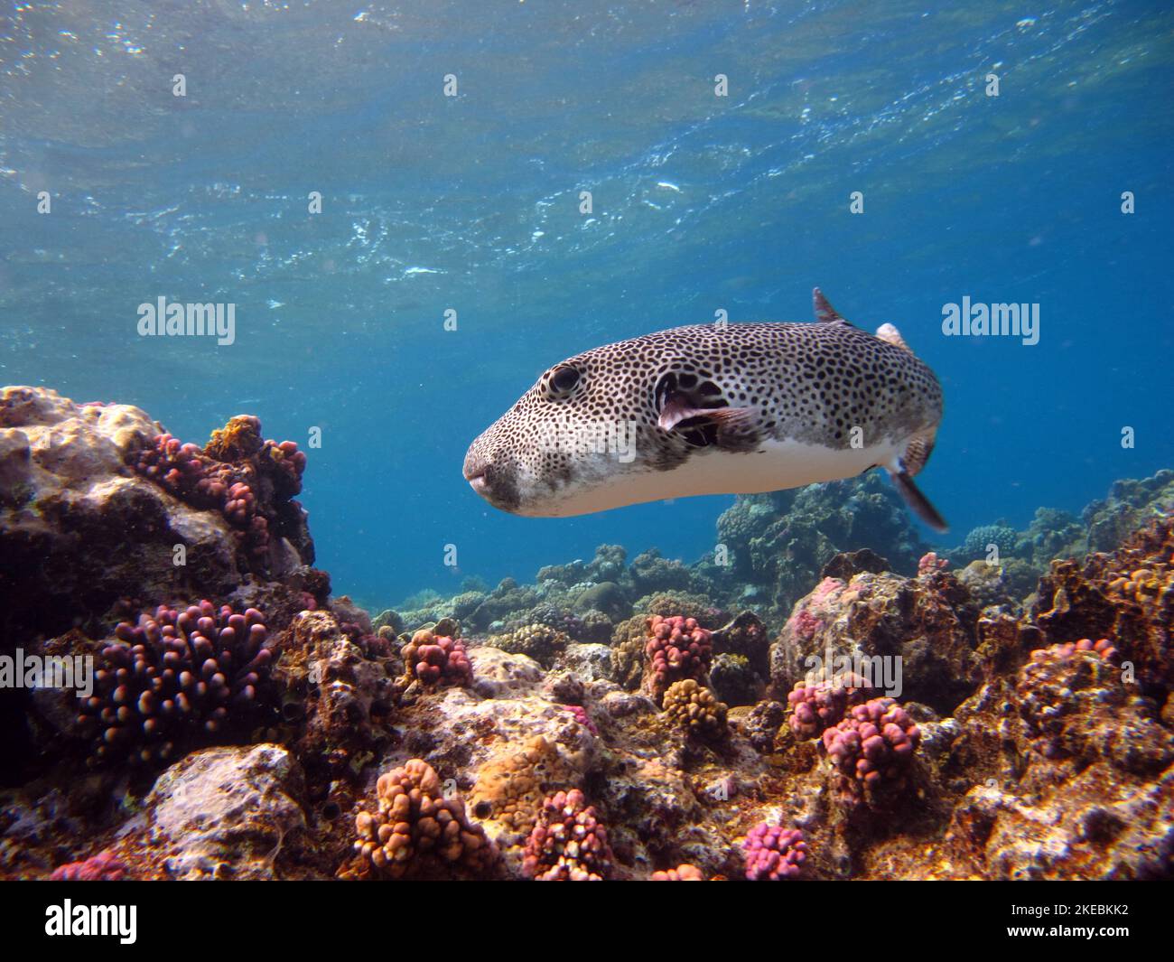 Arothron stellatus - Star puffer - This puffer (or arotron), one of the ...