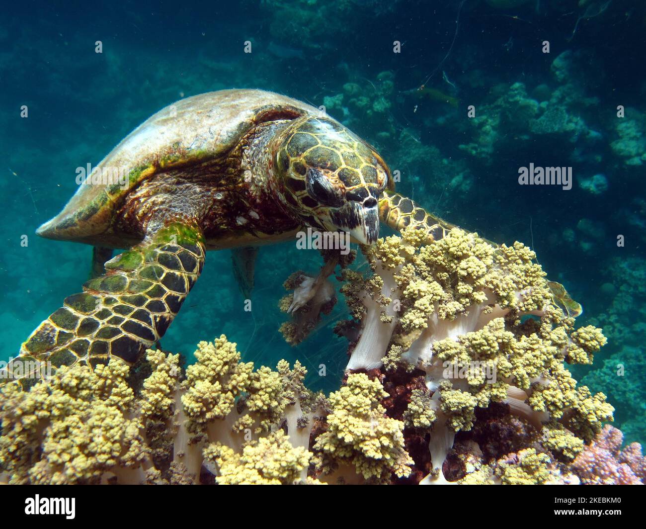 Sea turtles . Great Reef Turtle .Bissa. Hawksbill sea turtle (CR ...