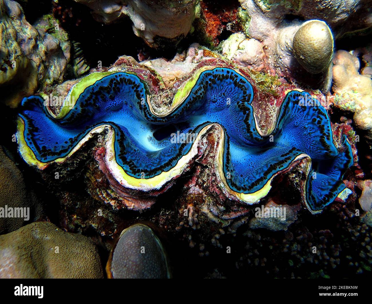 Colorful tropical fish on a coral reef, amazingly beautiful fairy world ...