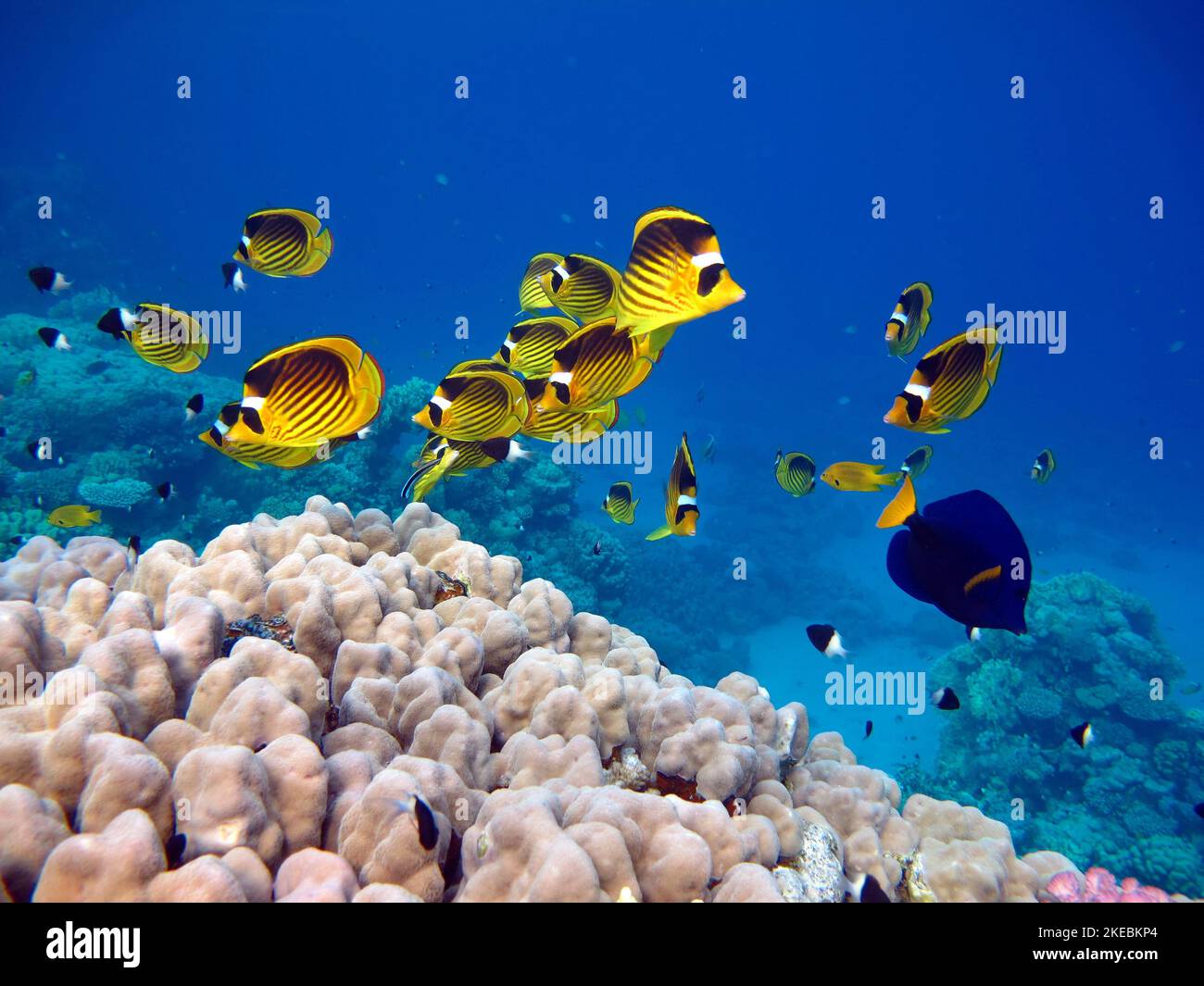 Colorful tropical fish on a coral reef, amazingly beautiful fairy world ...