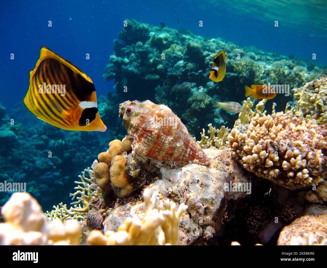 Colorful tropical fish on a coral reef, amazingly beautiful fairy world ...
