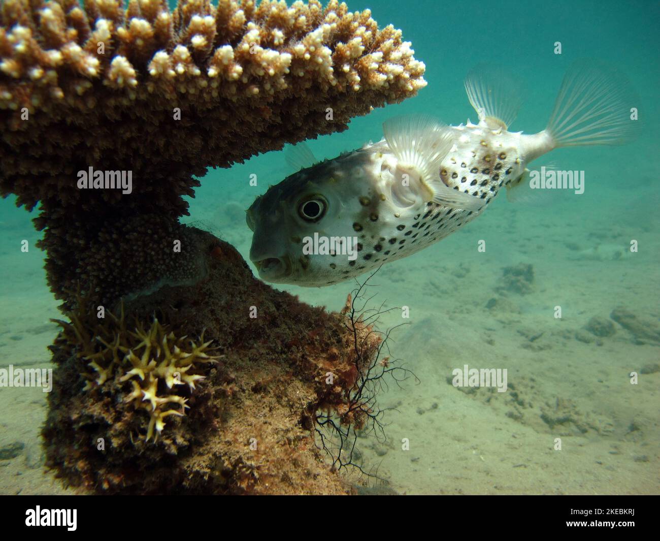 Hedgehogs fish hi-res stock photography and images - Alamy