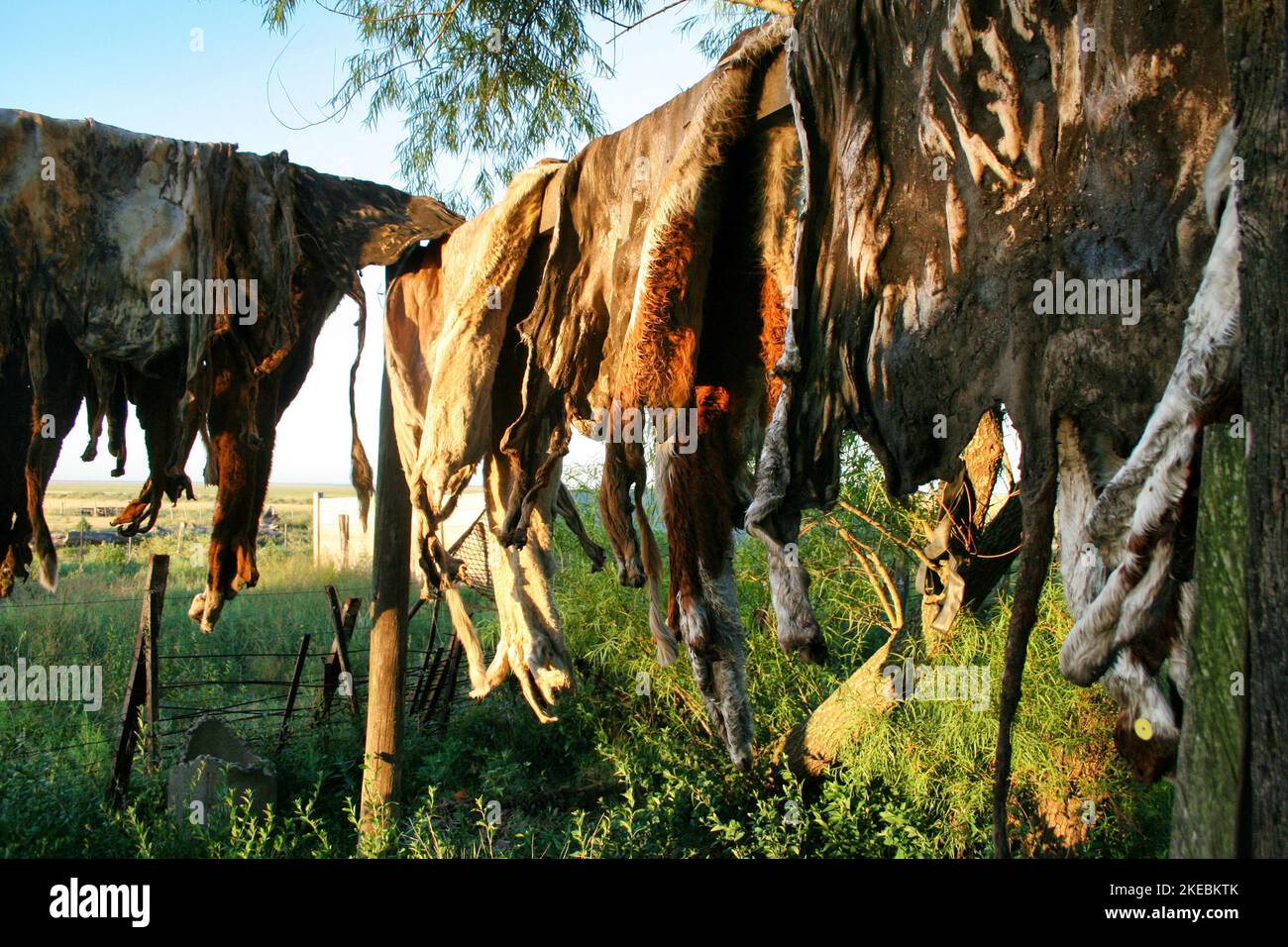 The cow hides drying in the sun in the green field Stock Photo - Alamy