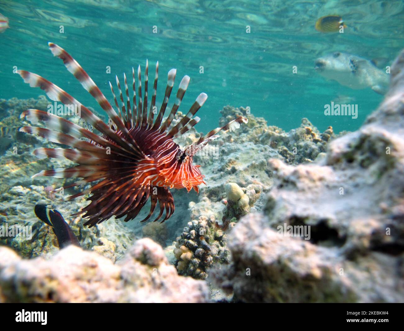 Lion Fish in the Red Sea in clear blue water hunting for food ...