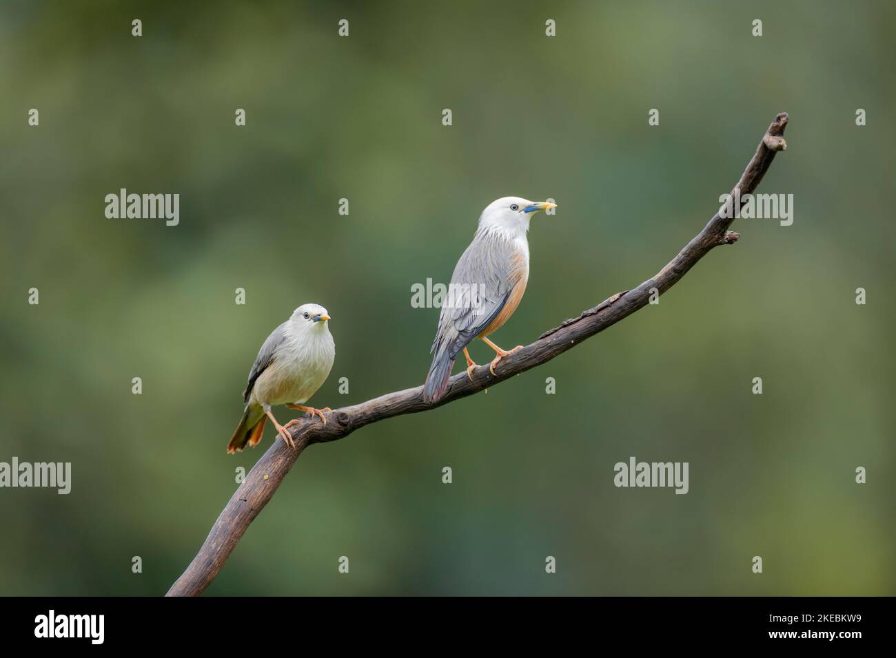 Grayer head hi-res stock photography and images - Alamy