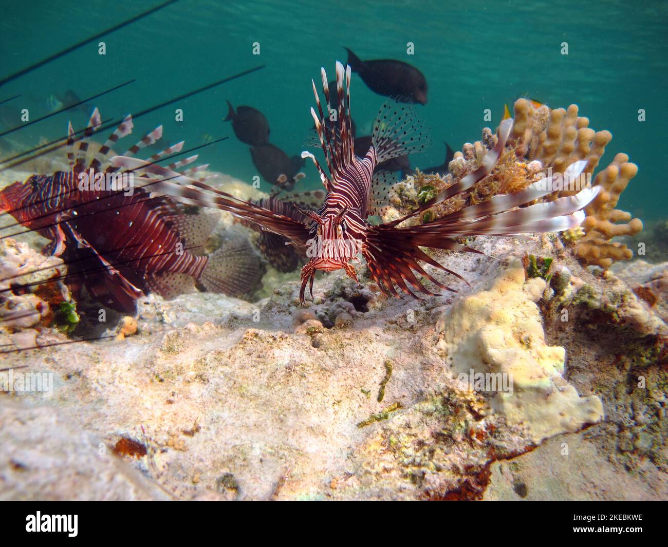 Lion Fish in the Red Sea in clear blue water hunting for food ...