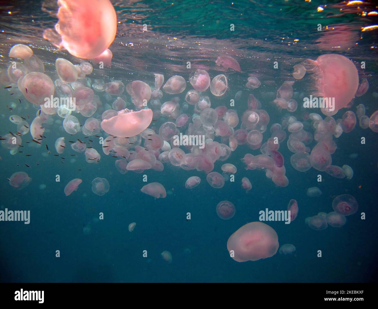 Aurelia species hi-res stock photography and images - Alamy
