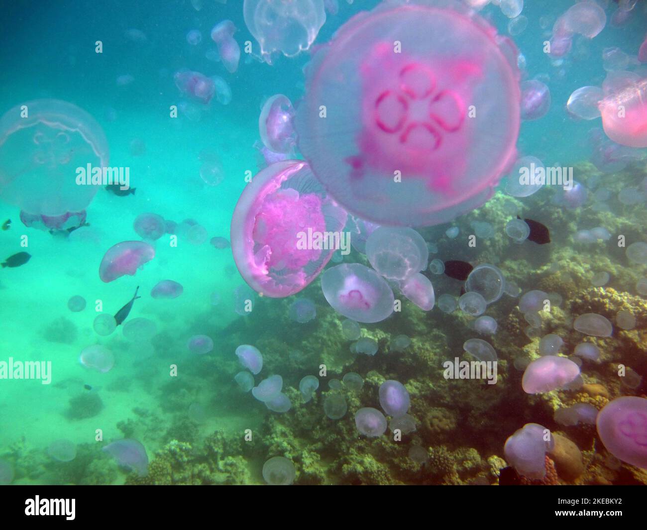 Aurelia species hi-res stock photography and images - Alamy