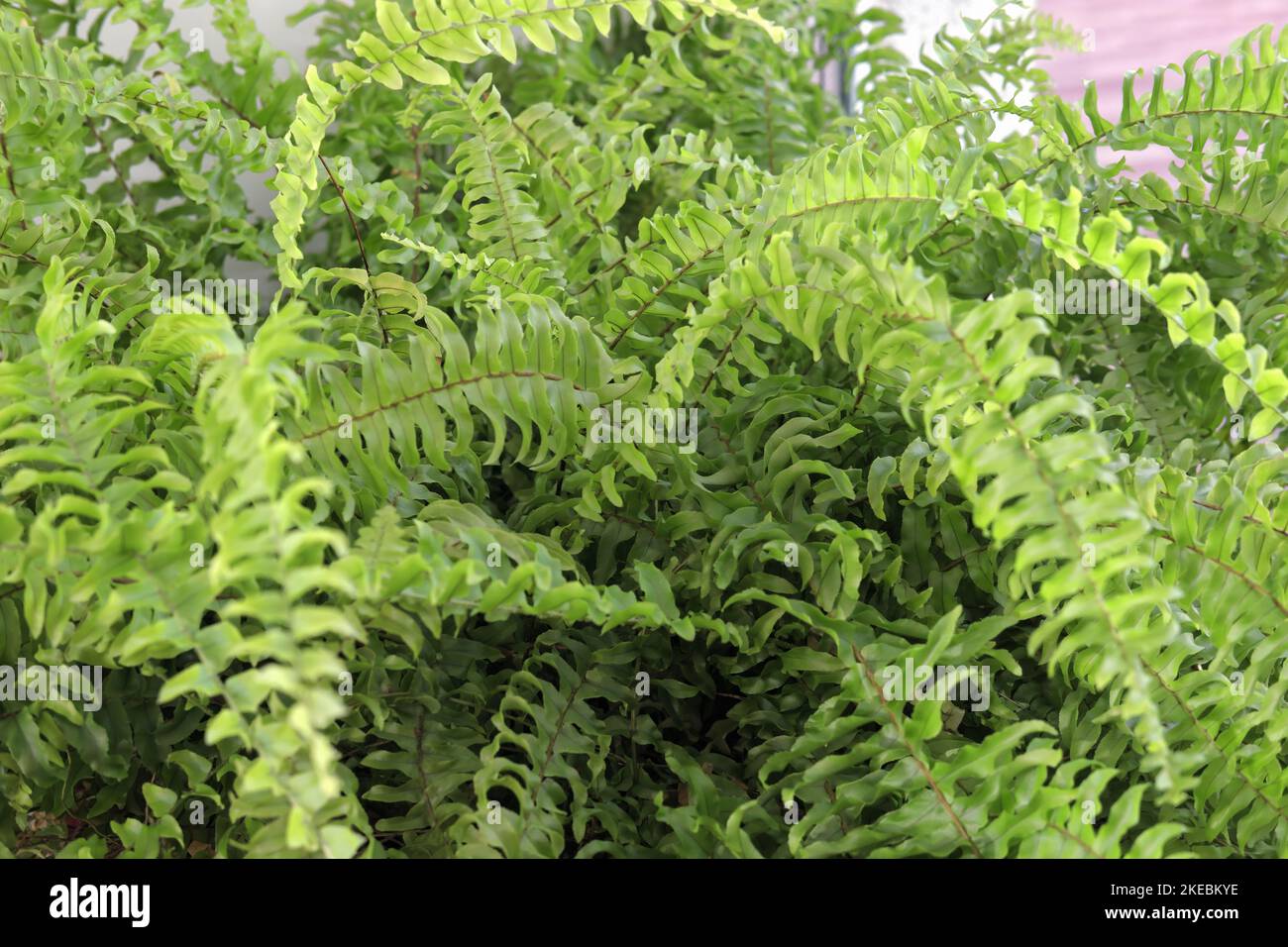 Tuber Sword Fern. Nephrolepsis biserrata Furcan. urban jungle concept ...