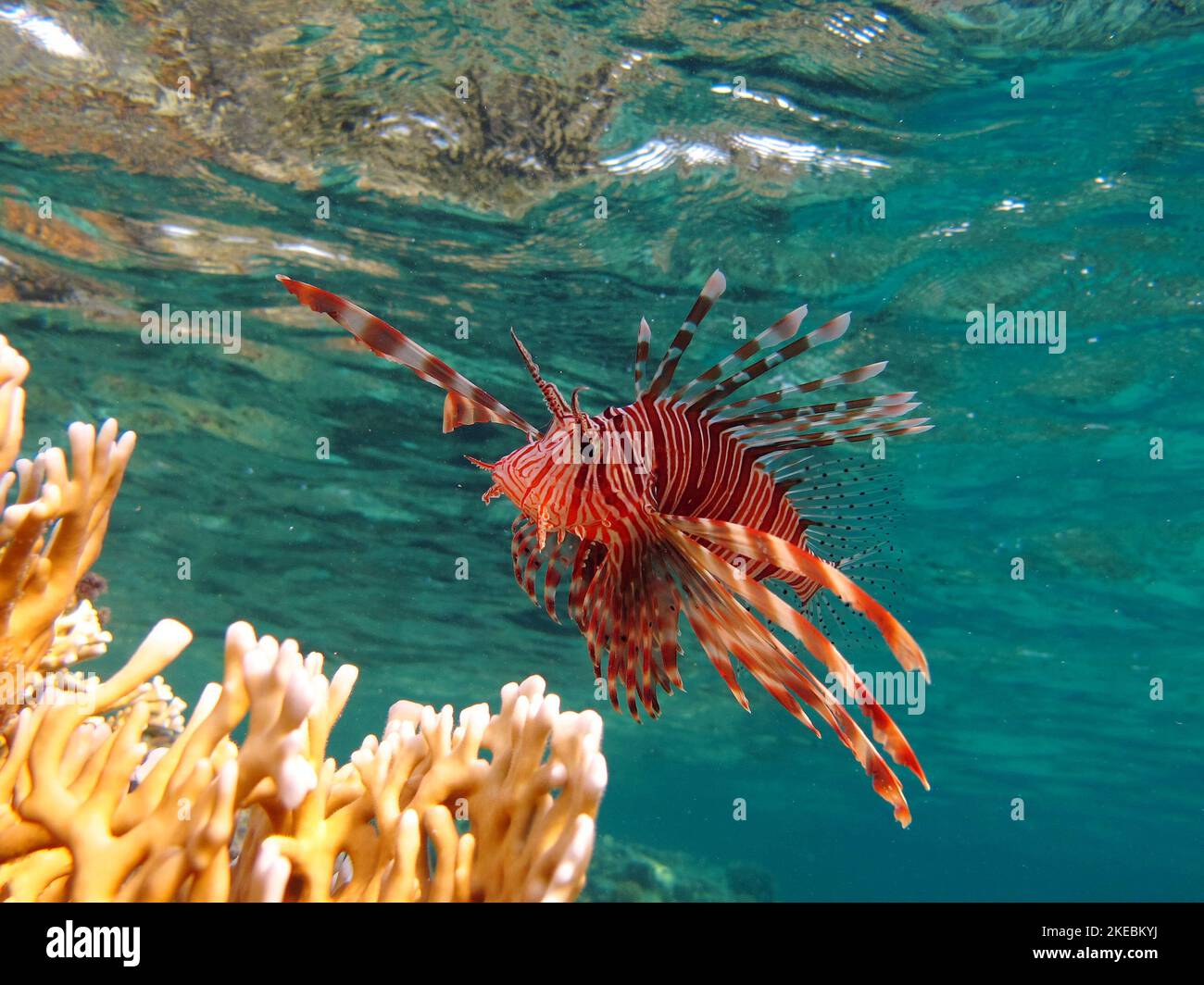 Lion Fish in the Red Sea in clear blue water hunting for food ...