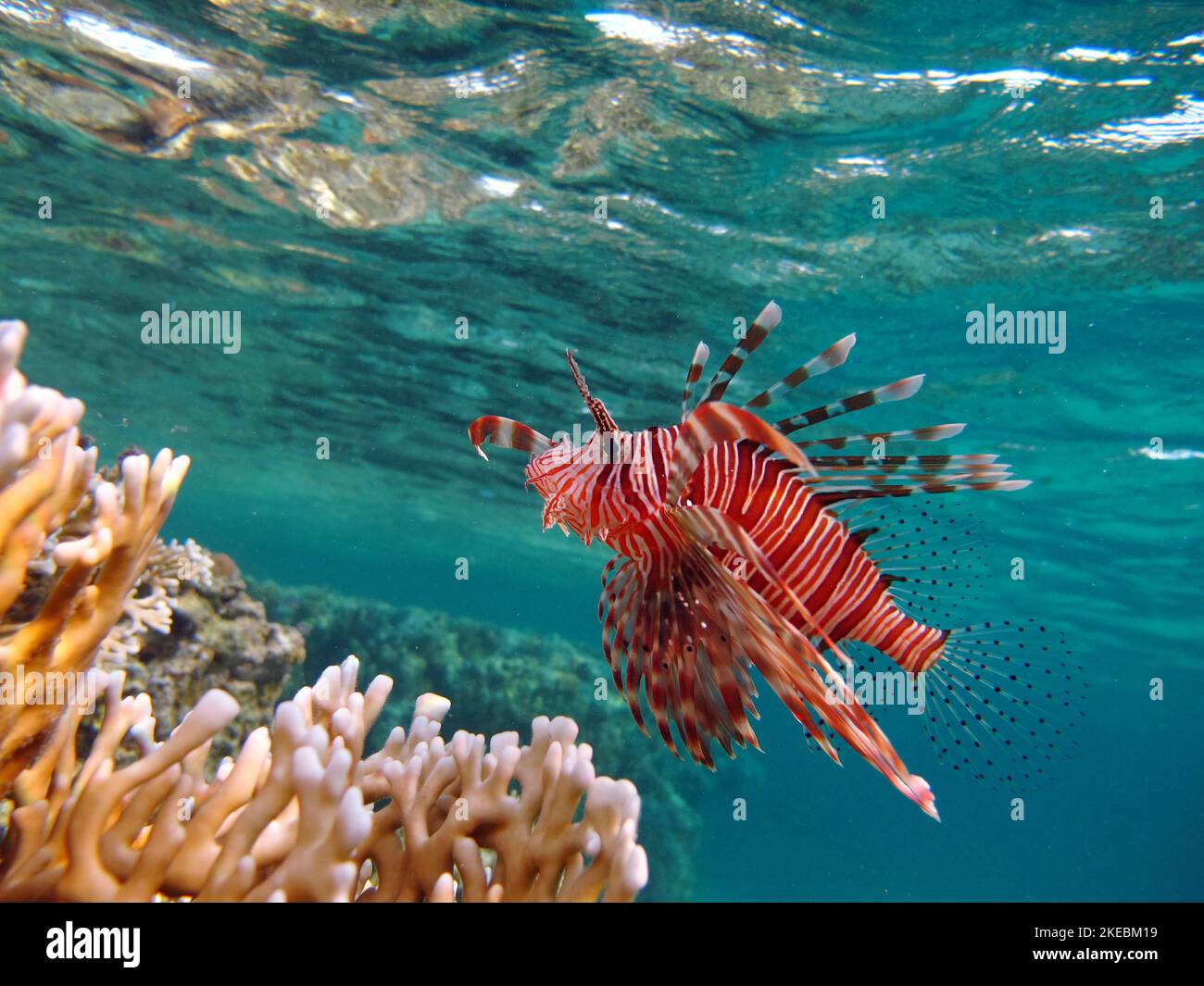 Lion Fish in the Red Sea in clear blue water hunting for food ...