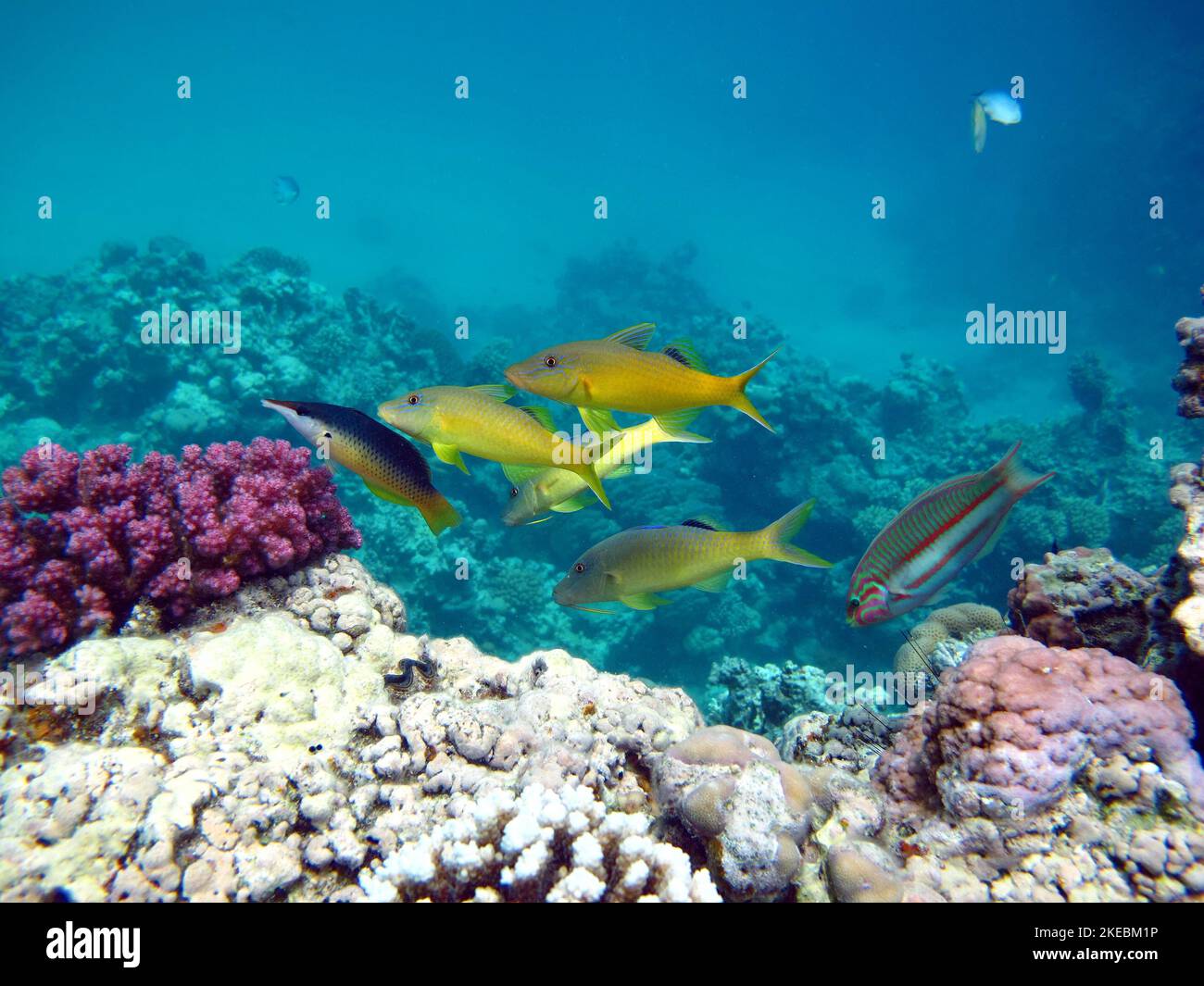 Beautiful fish on the reefs of the Red Sea. Beautiful, diverse and ...