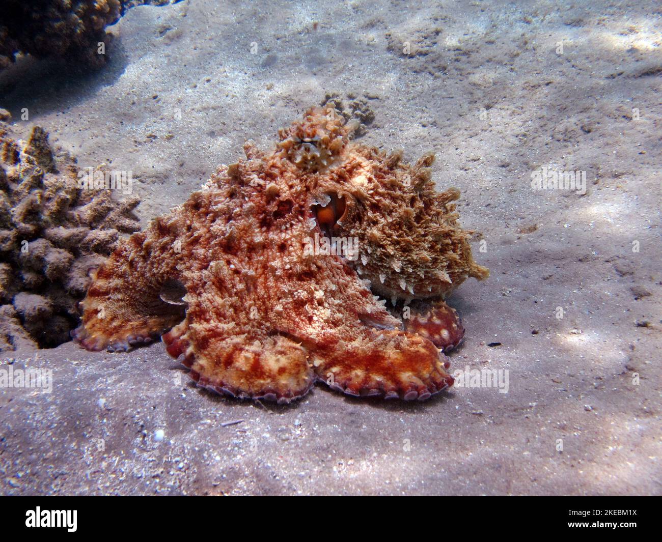 Big Blue Octopus (Octopus cyanea) Octopus. Big Blue Octopus on the Red ...