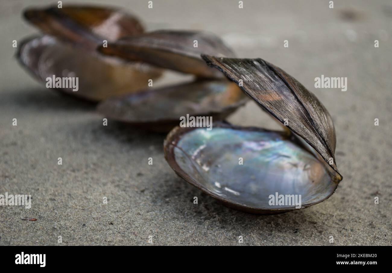 River shells on the sand. River shells lying on the sandy beach Stock ...