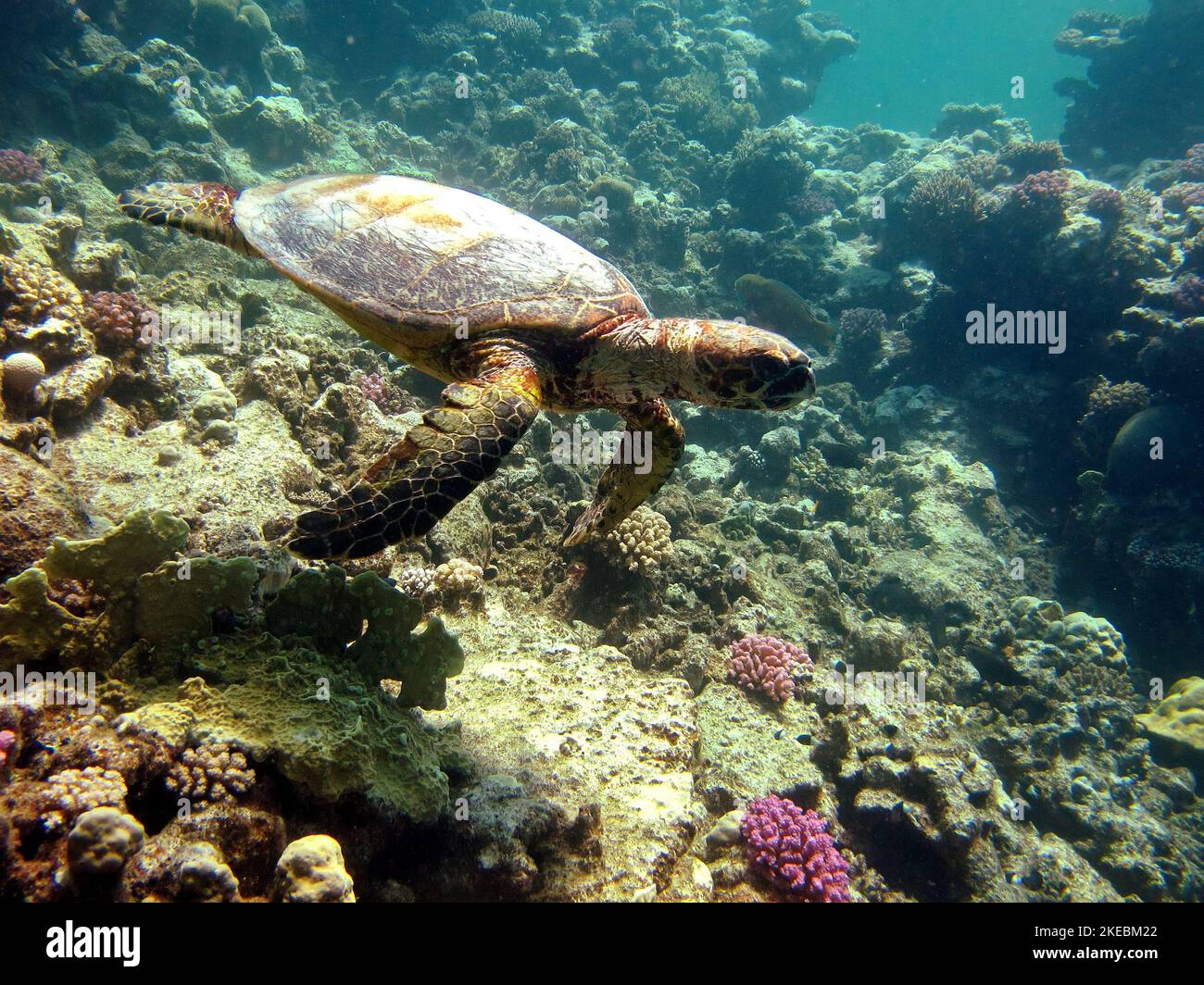 Sea turtles . Great Reef Turtle .Bissa. Hawksbill sea turtle (CR ...