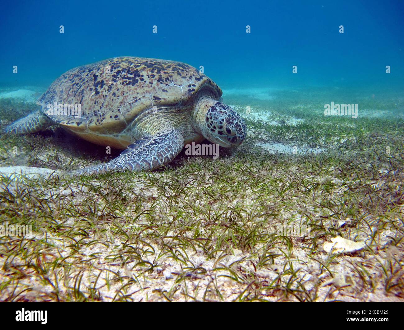Big Green turtle on the reefs of the Red Sea. Green turtles are the ...