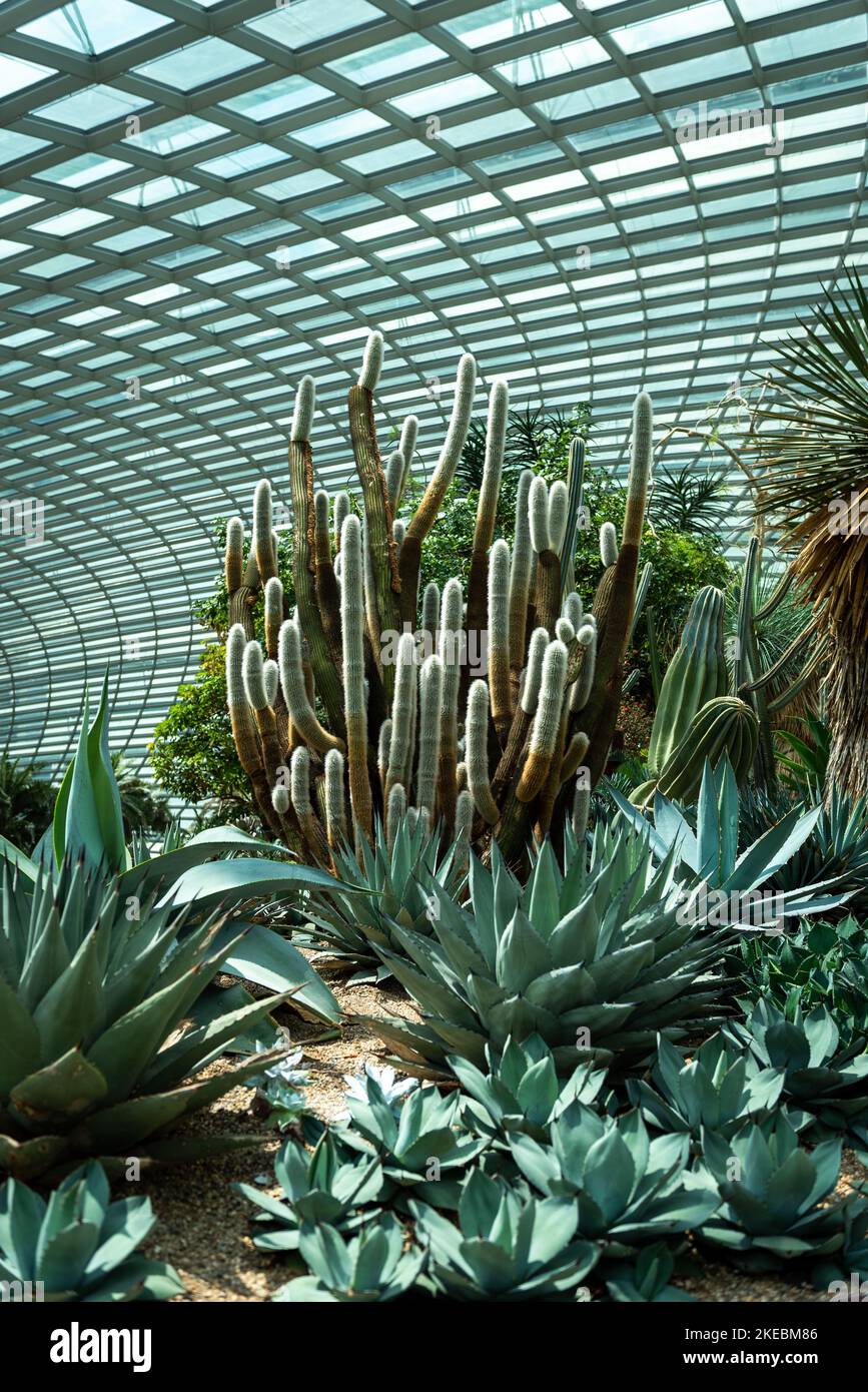 Cacti summer hi-res stock photography and images - Alamy