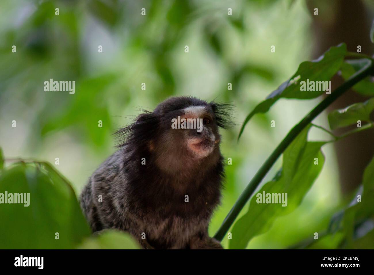 A monkey animal in the bush filled with trees around Stock Photo - Alamy