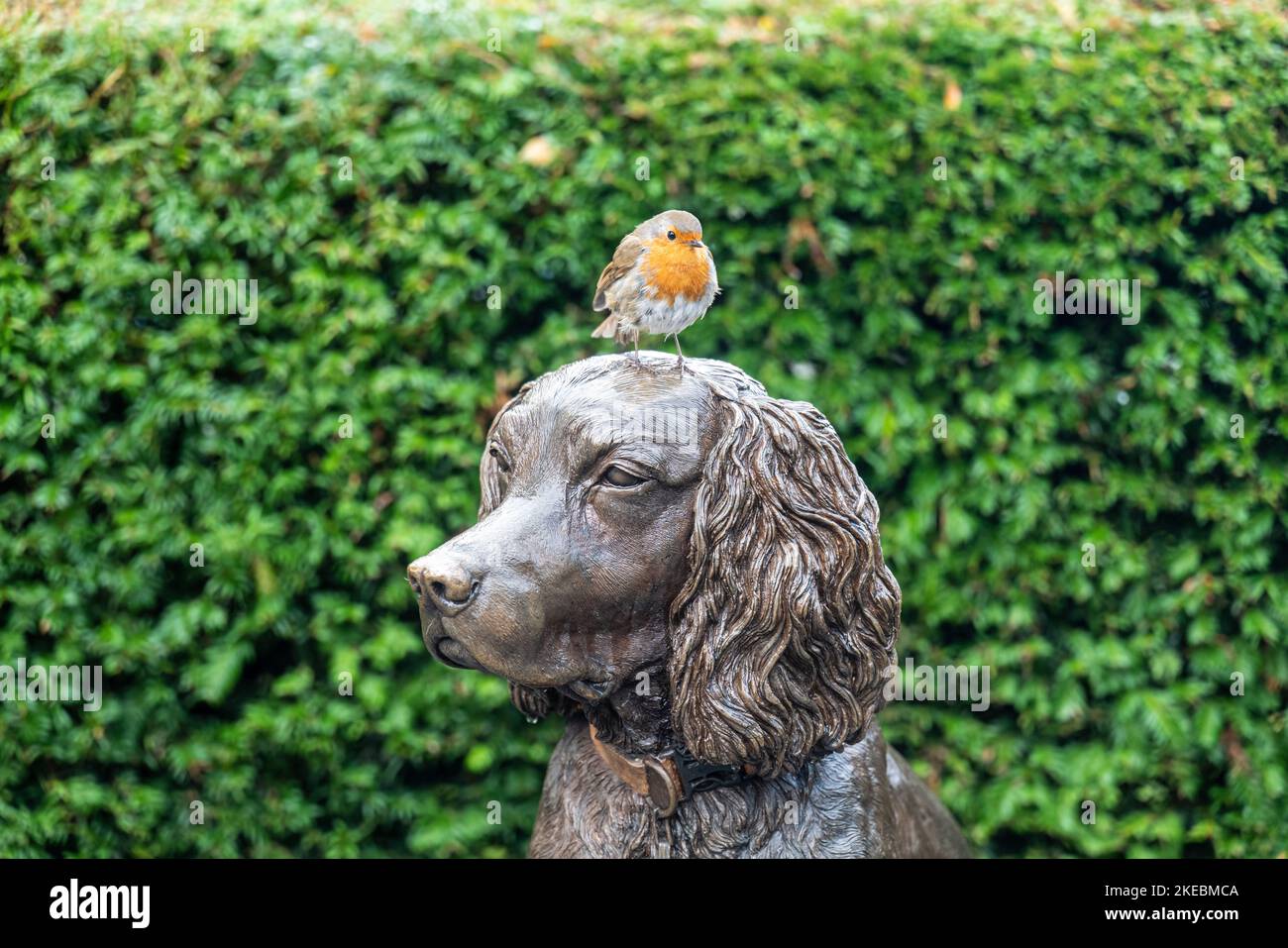 Robin resting on a bronze statue of Max the miracle dog by Kirsty ...