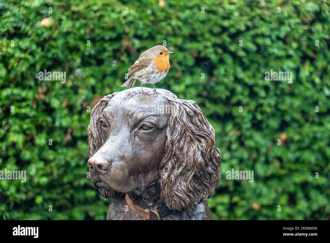 Robin resting on a bronze statue of Max the miracle dog by Kirsty ...