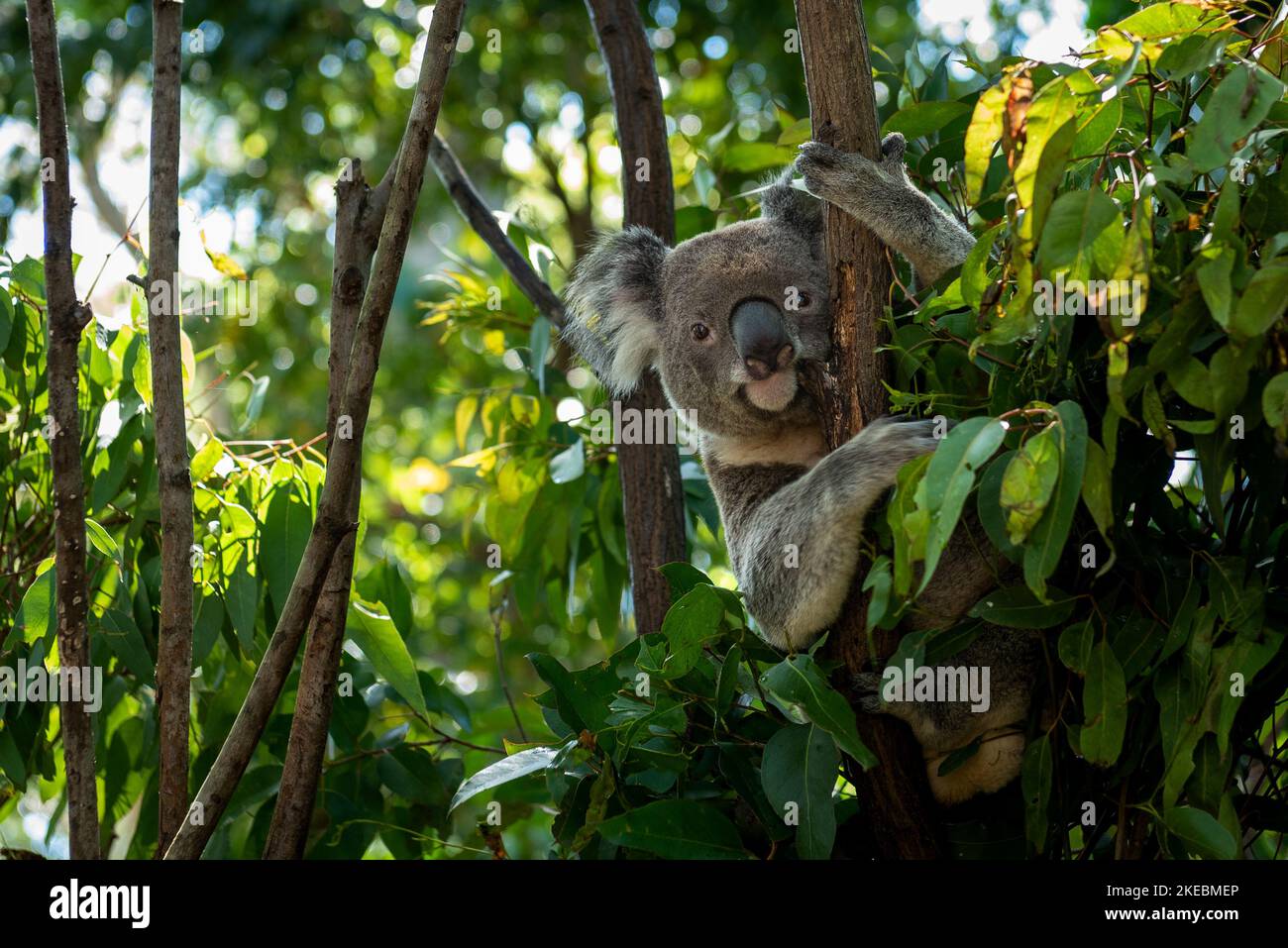 Cute koala vector hi-res stock photography and images - Alamy
