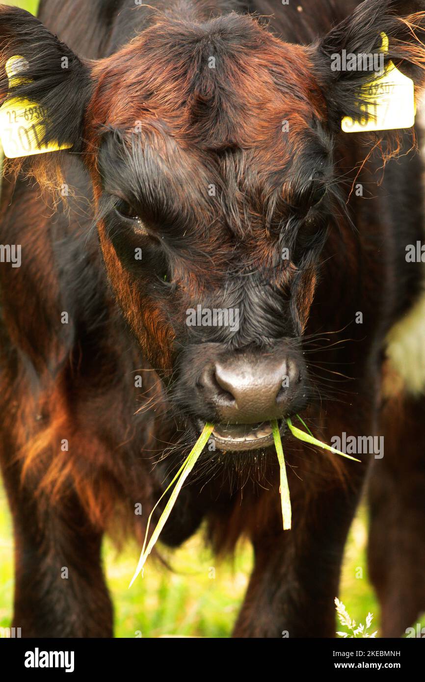 Belted Galloway cattle Stock Photo - Alamy