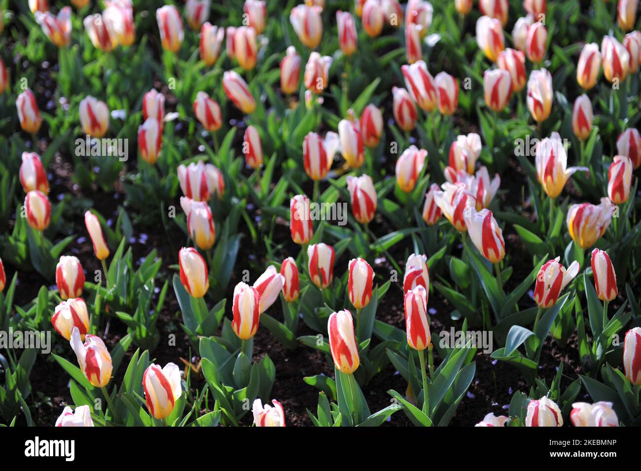 Red and white Kaufmanniana tulips (Tulipa) The First bloom in a garden ...